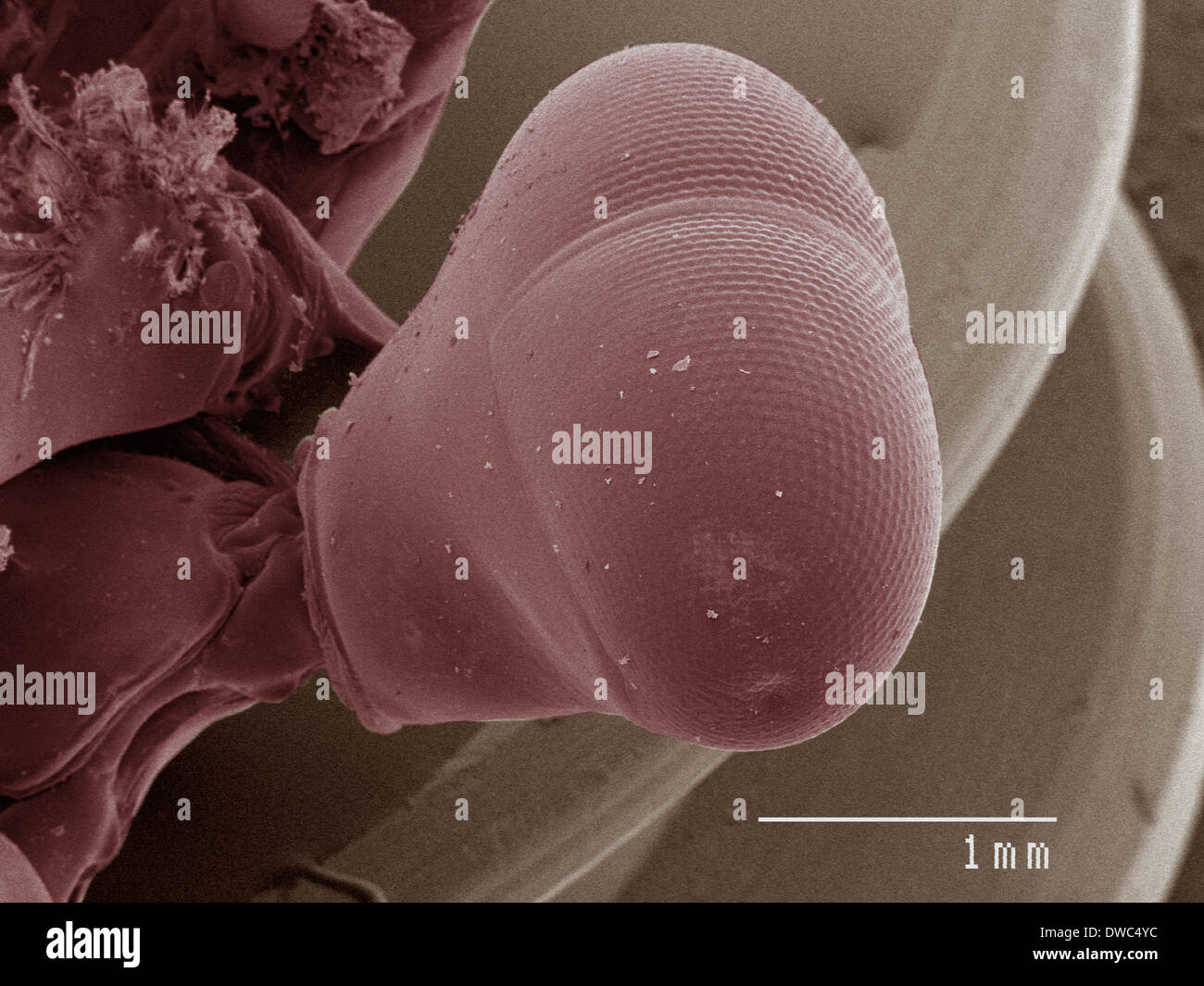 Ctron microscope hi-res stock photography and images - Alamy