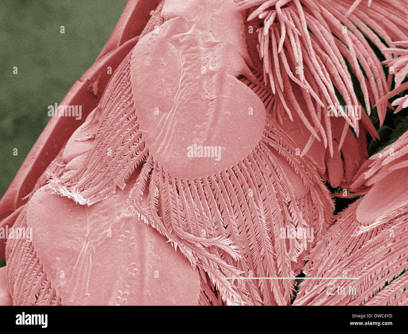 Coloured SEM of mantid shrimp gills Stock Photo - Alamy