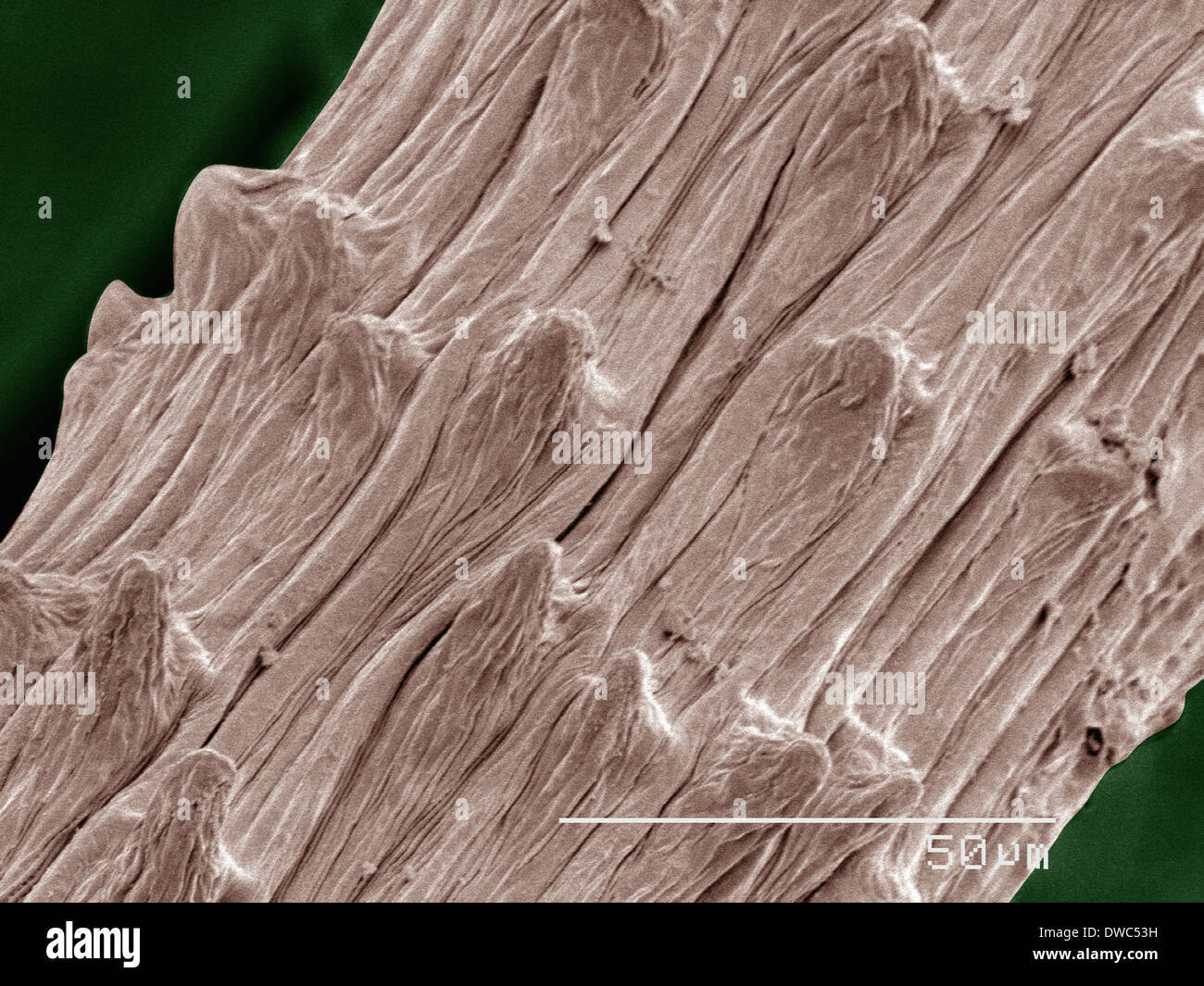 Creature with spines hi-res stock photography and images - Alamy