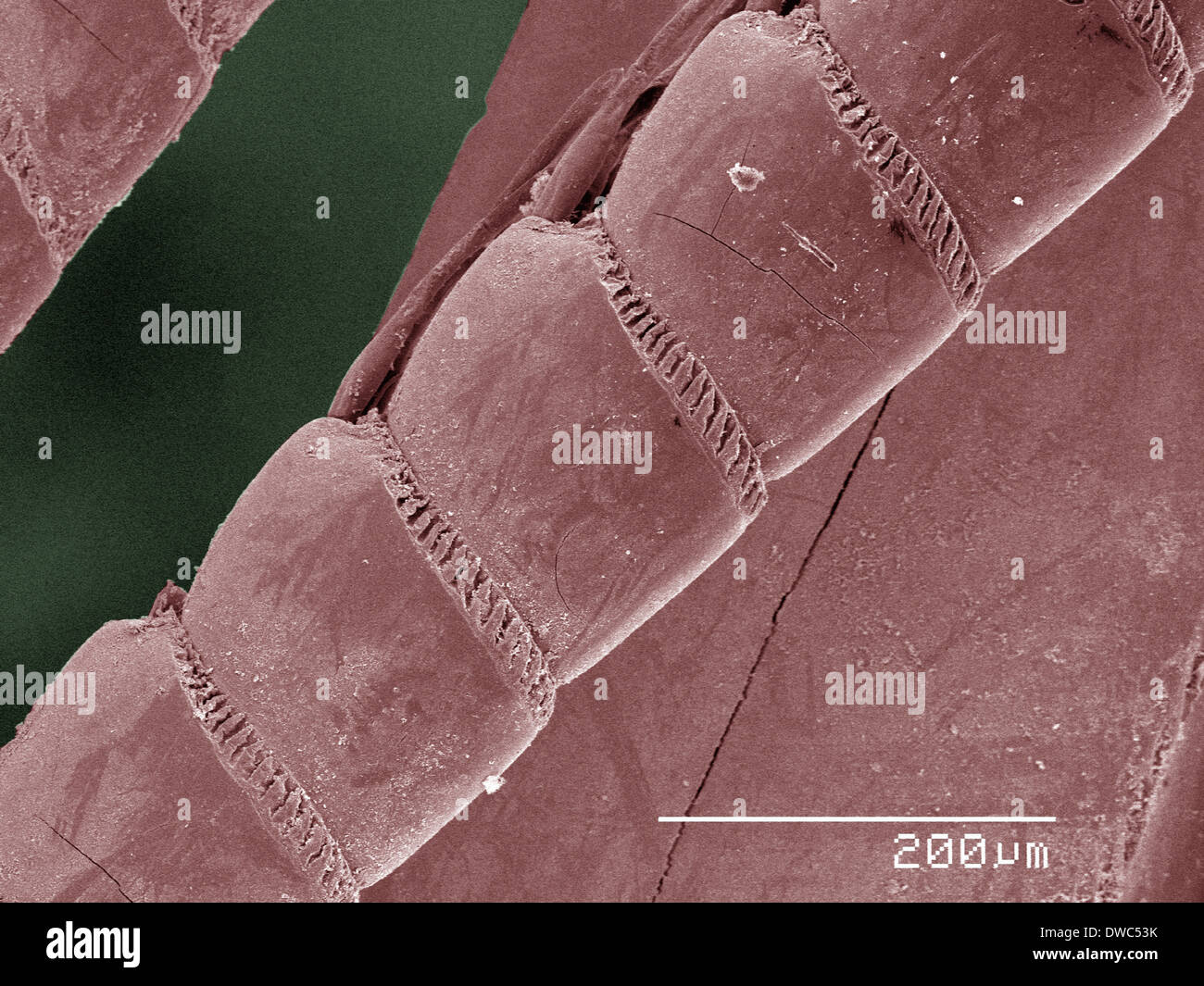 Insect antenna sem hi-res stock photography and images - Alamy