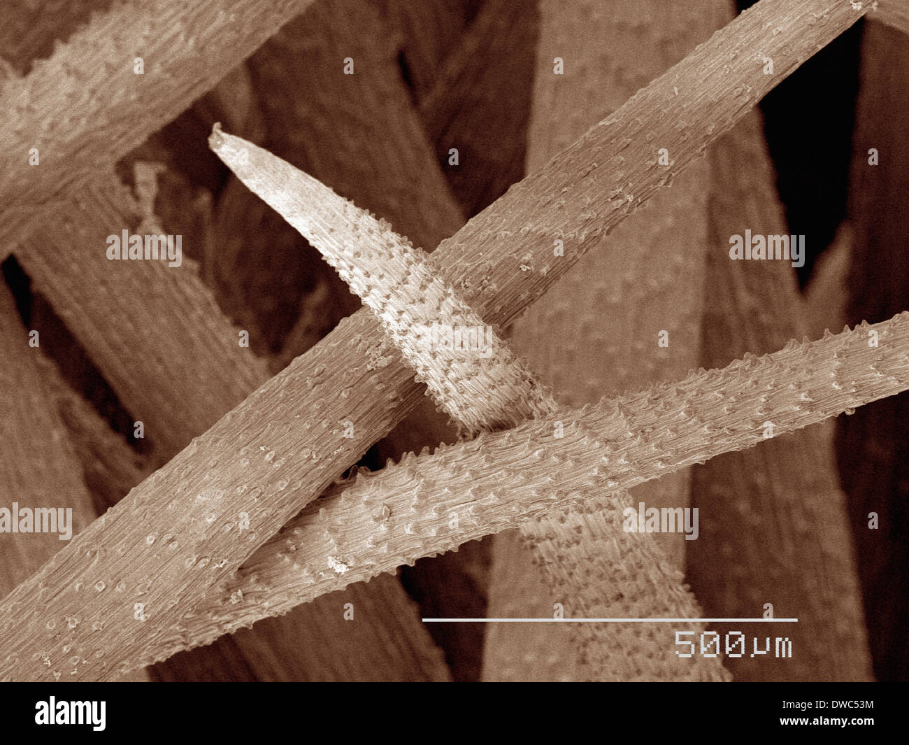 Coloured SEM of cactus spines Stock Photo - Alamy