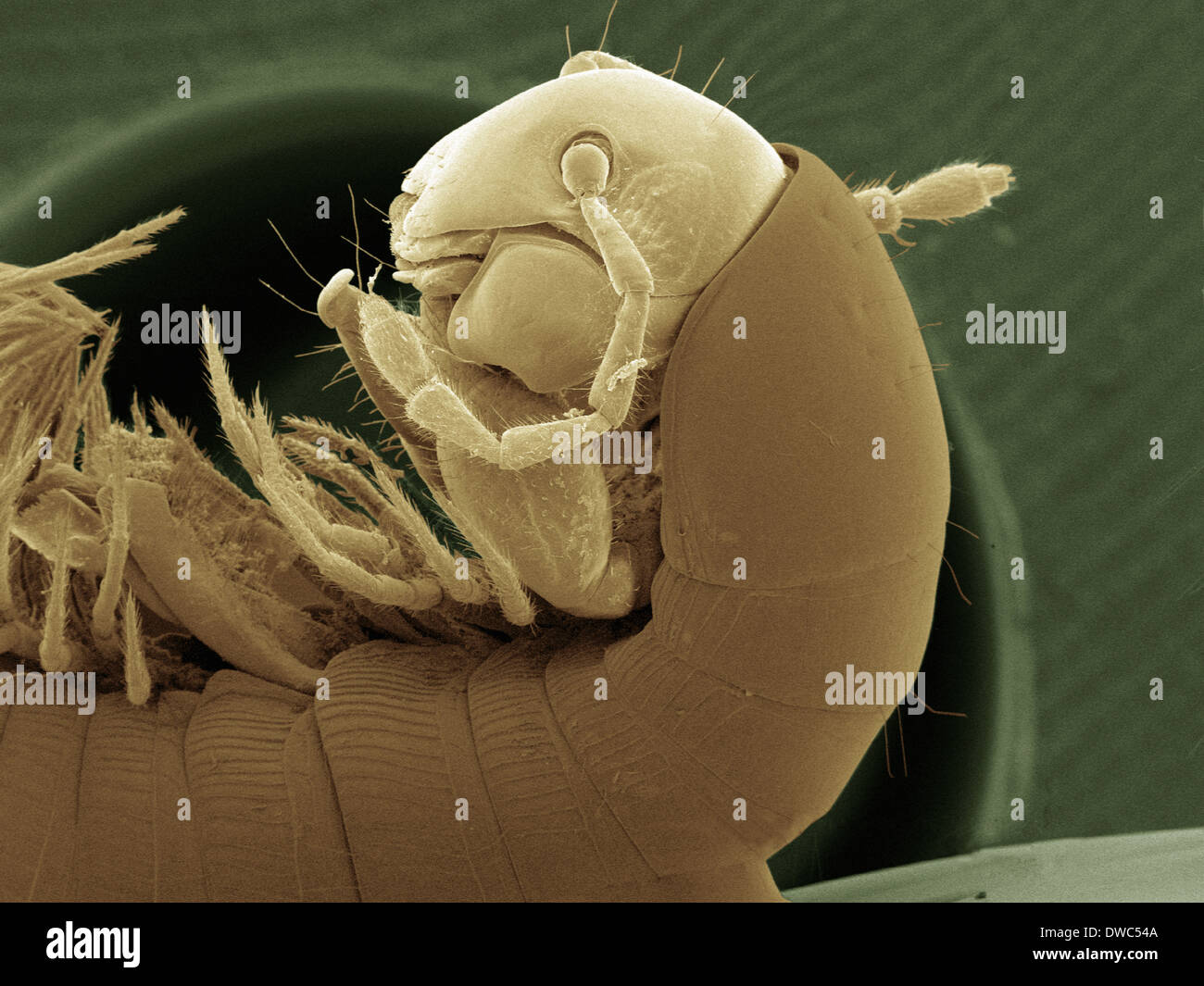 Millipede anatomy hi-res stock photography and images - Alamy