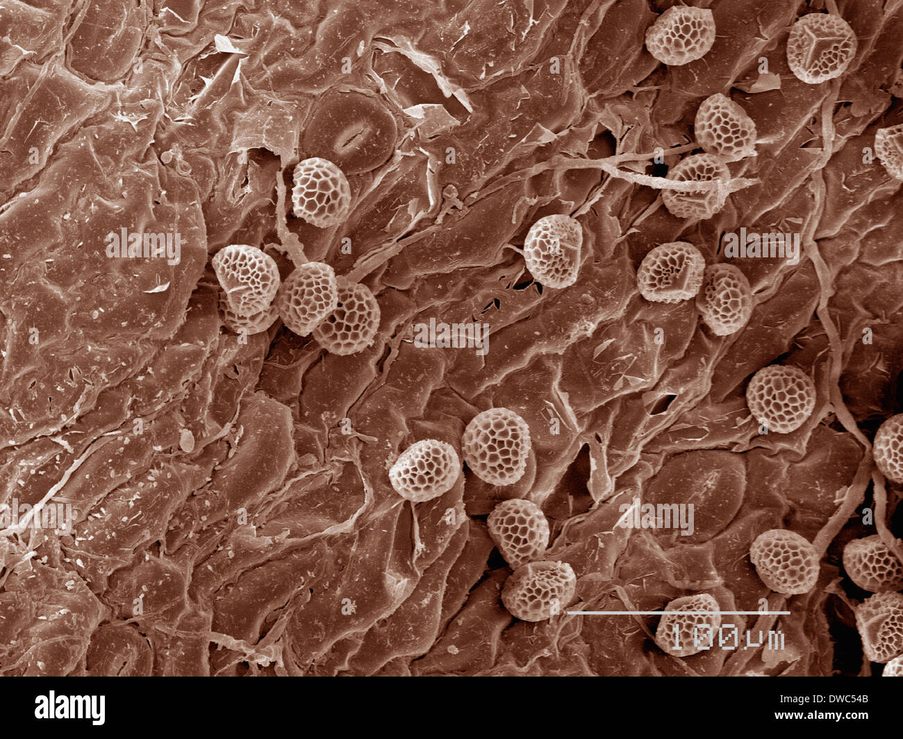 Coloured SEM of lycopodium spores Stock Photo - Alamy