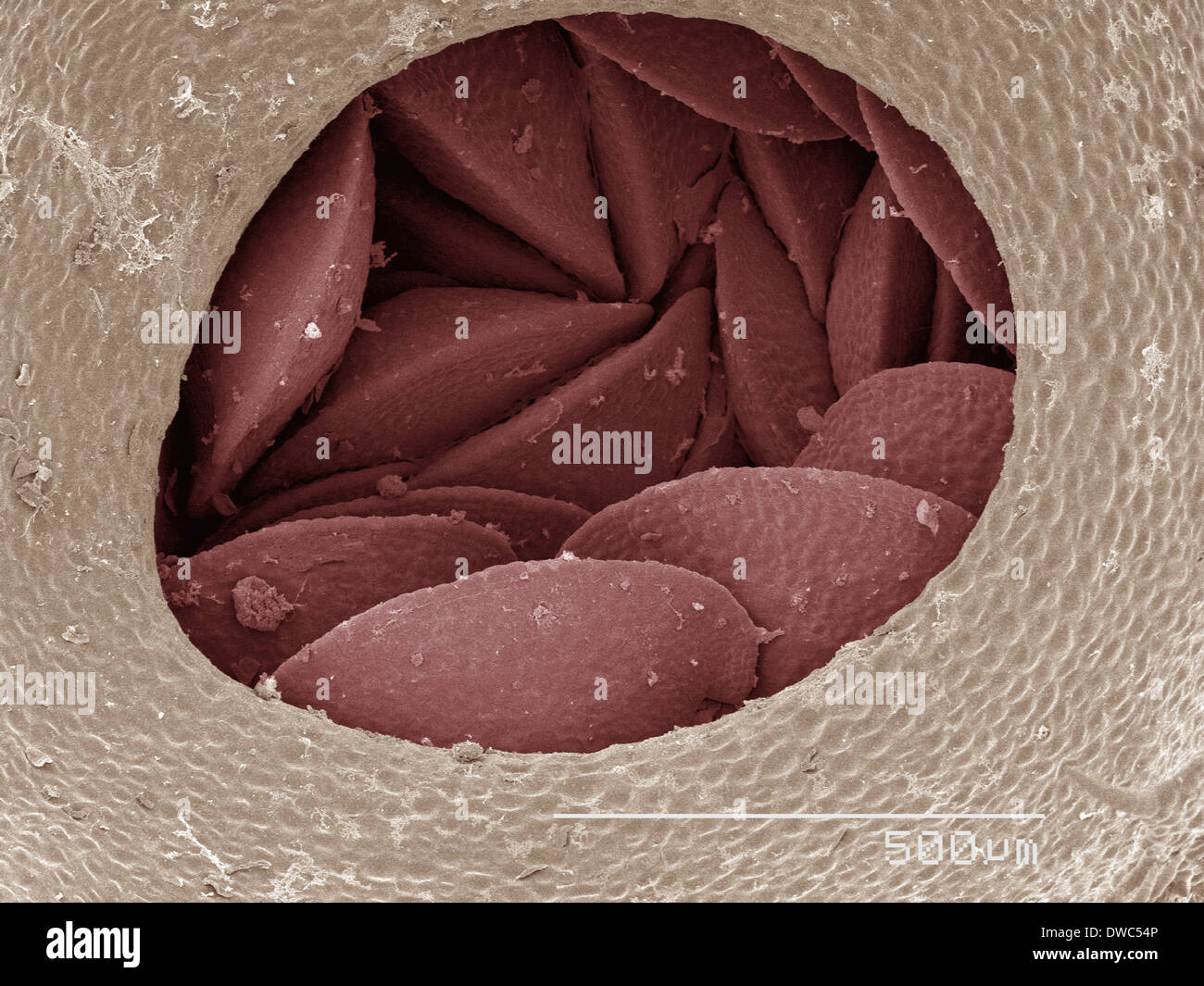 Electron micrograph plant cell hi-res stock photography and images - Alamy