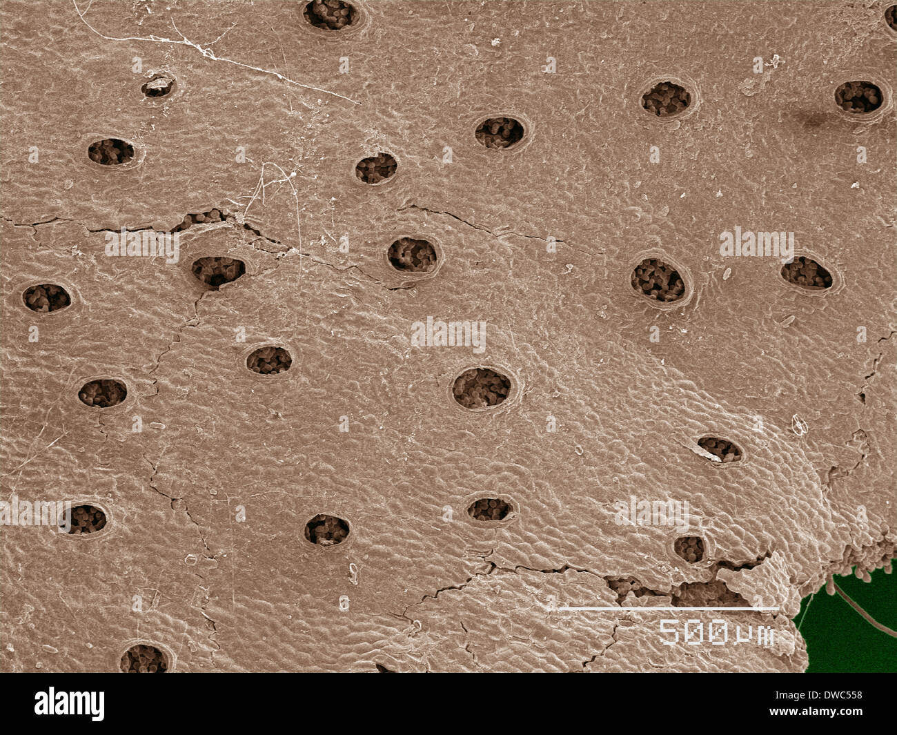 Electron microscope leaf hi-res stock photography and images - Alamy