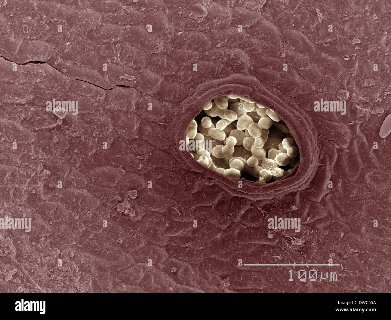 Electron microscope leaf hi-res stock photography and images - Alamy