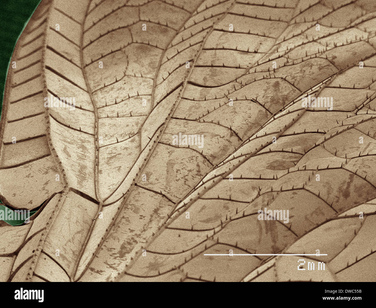 Dragonfly wing sem hi-res stock photography and images - Alamy