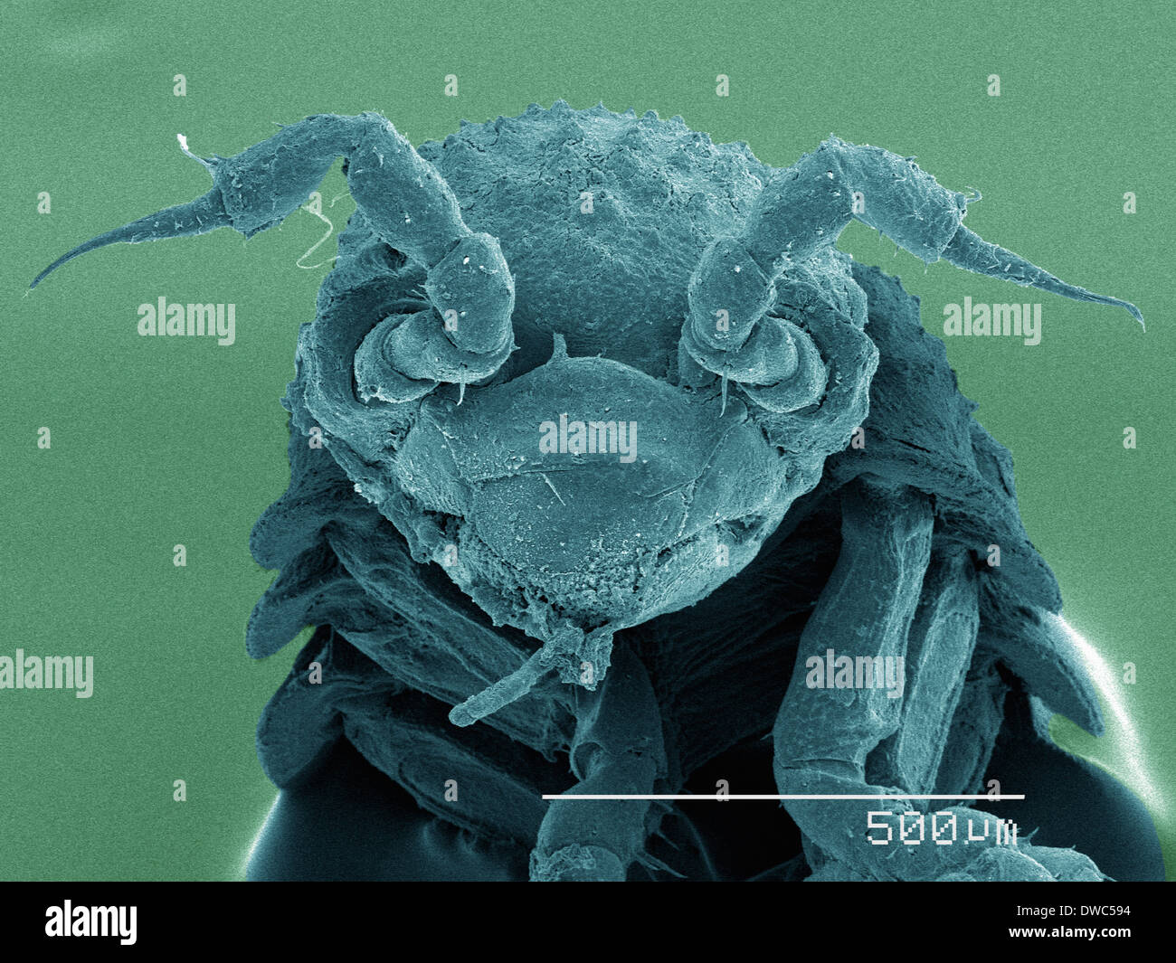 Isopod hi-res stock photography and images - Alamy