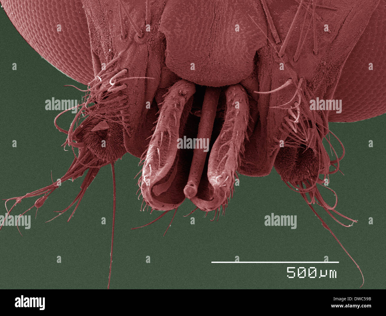 Coloured SEM of louse fly (Hippoboscidae) mouthparts Stock Photo - Alamy