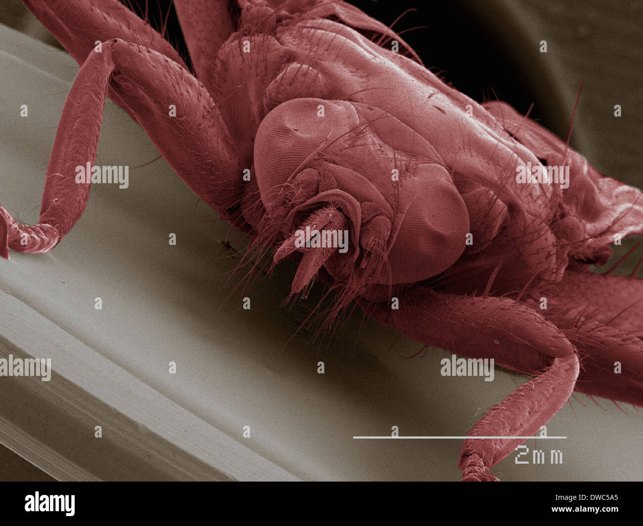 Hippoboscidae hi-res stock photography and images - Alamy