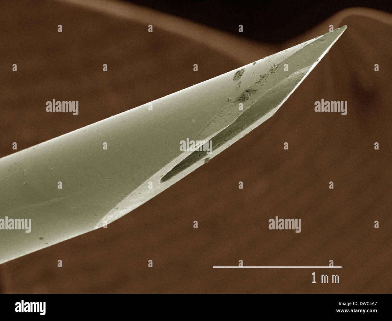 Pointy scales hi-res stock photography and images - Alamy