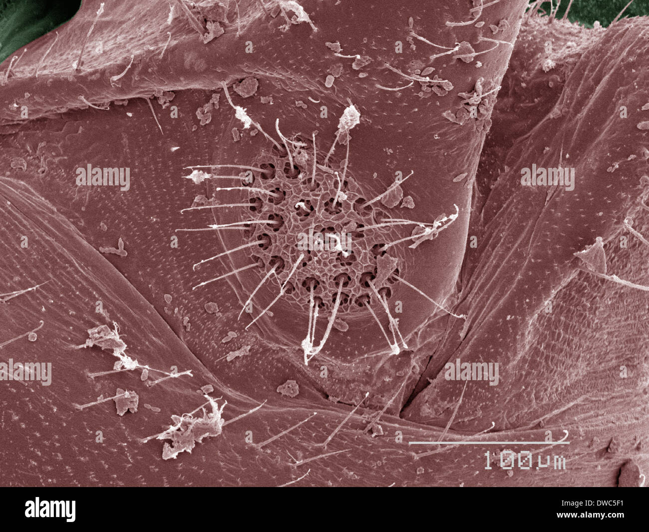 Coloured SEM of bark lice trichobothria Stock Photo - Alamy