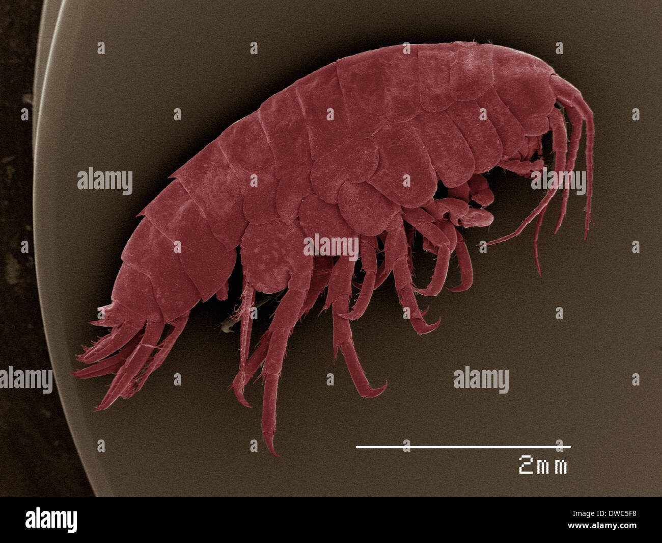 Amphipod hi-res stock photography and images - Alamy