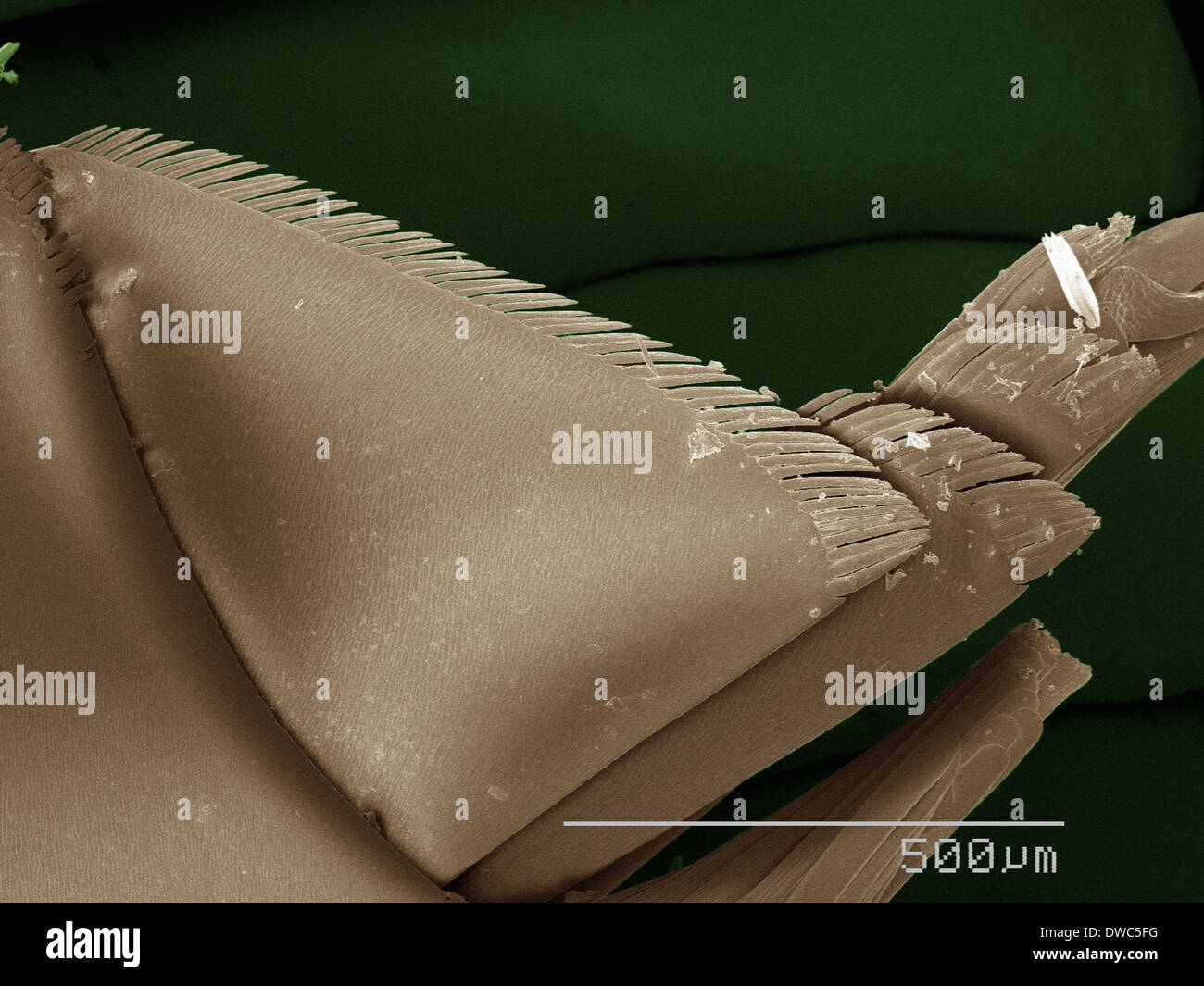 Coloured SEM of whirligig beetle leg Stock Photo - Alamy