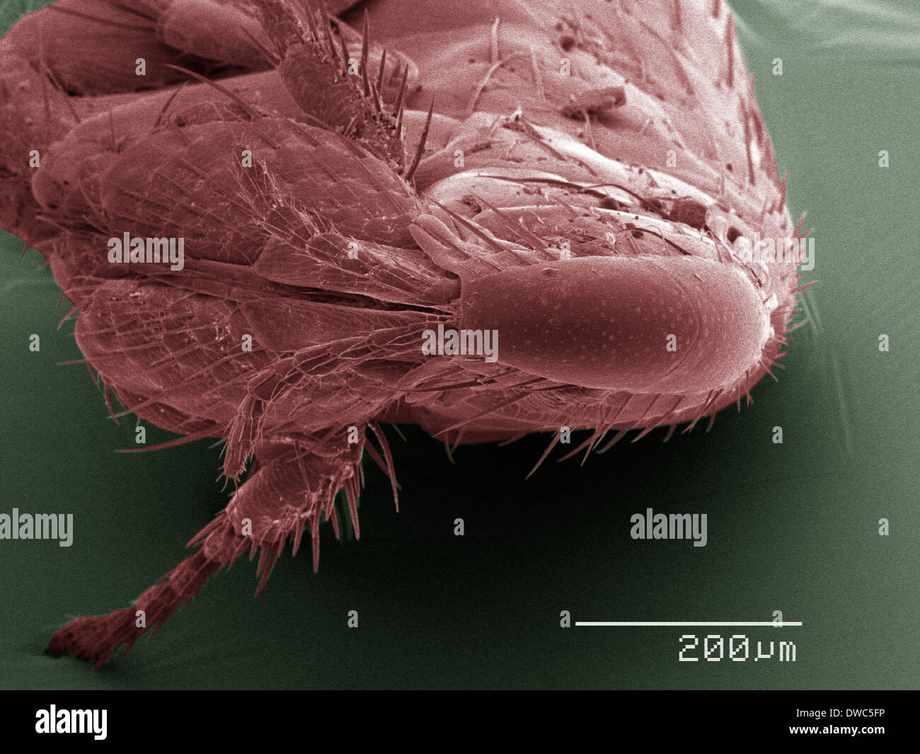 Parasites Microscope Stock Photos & Parasites Microscope Stock Images ...