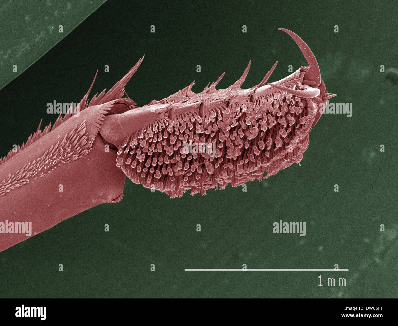 Whirligig beetle hi-res stock photography and images - Alamy