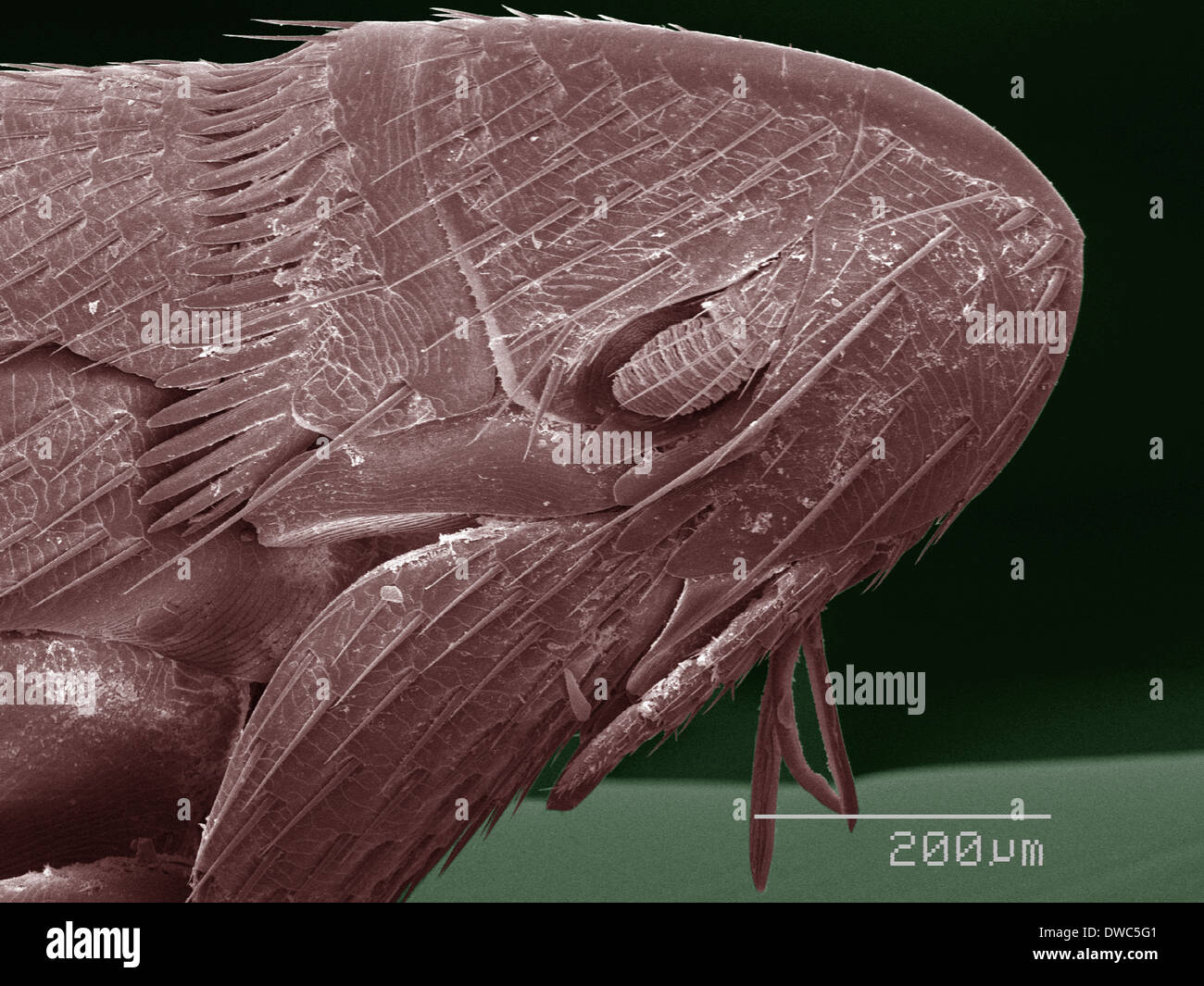Flea microscope hi-res stock photography and images - Alamy