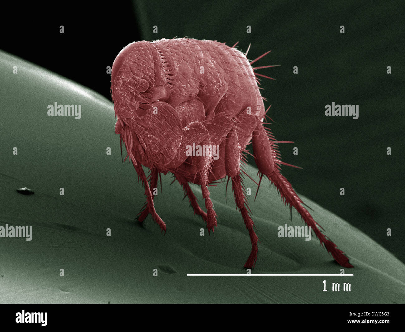 Scanning electron microscope flea hi-res stock photography and images ...