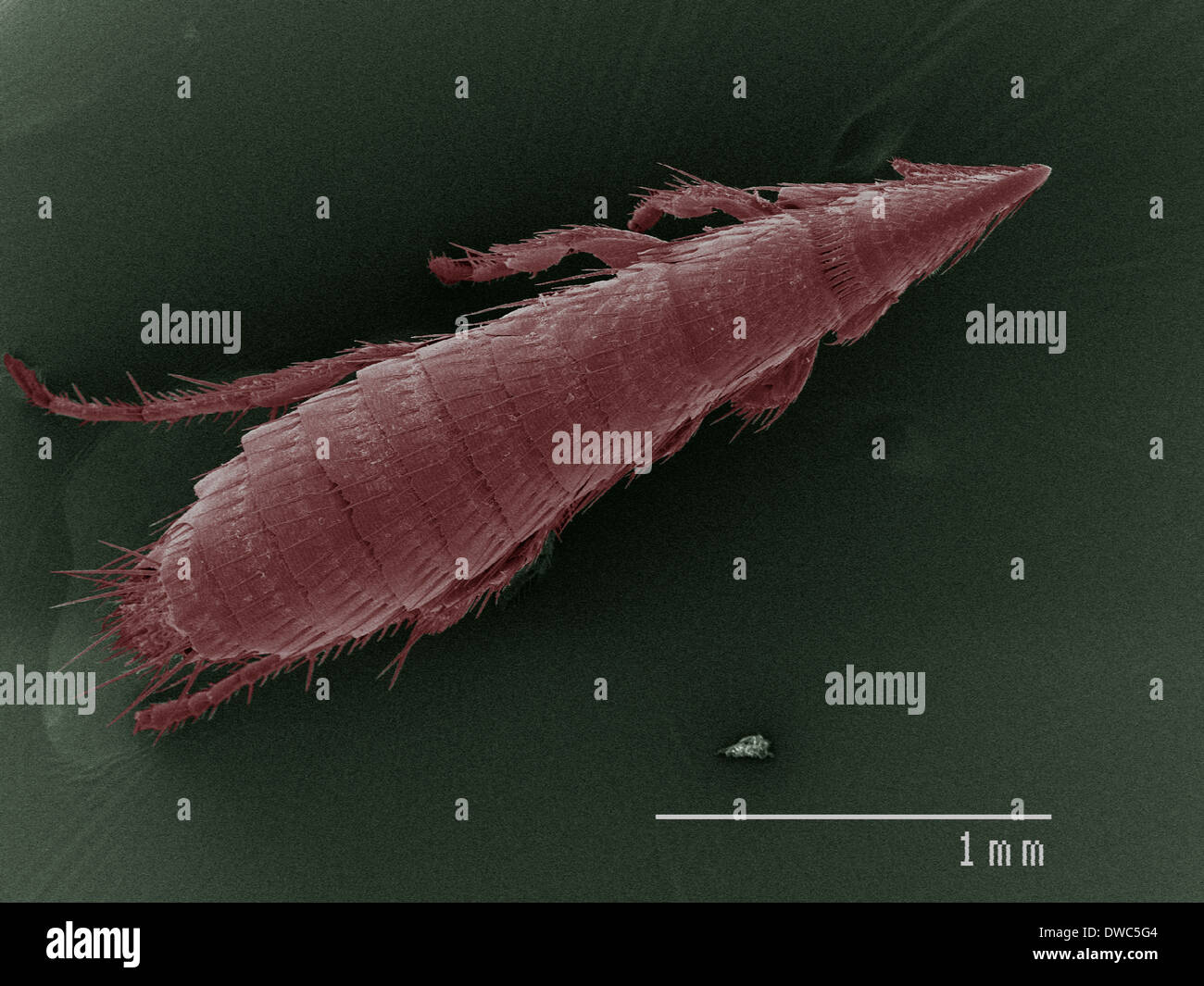 Scanning electron microscope flea hi-res stock photography and images ...