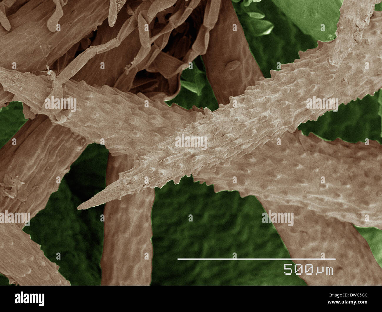 Coloured SEM of cactus spines Stock Photo - Alamy