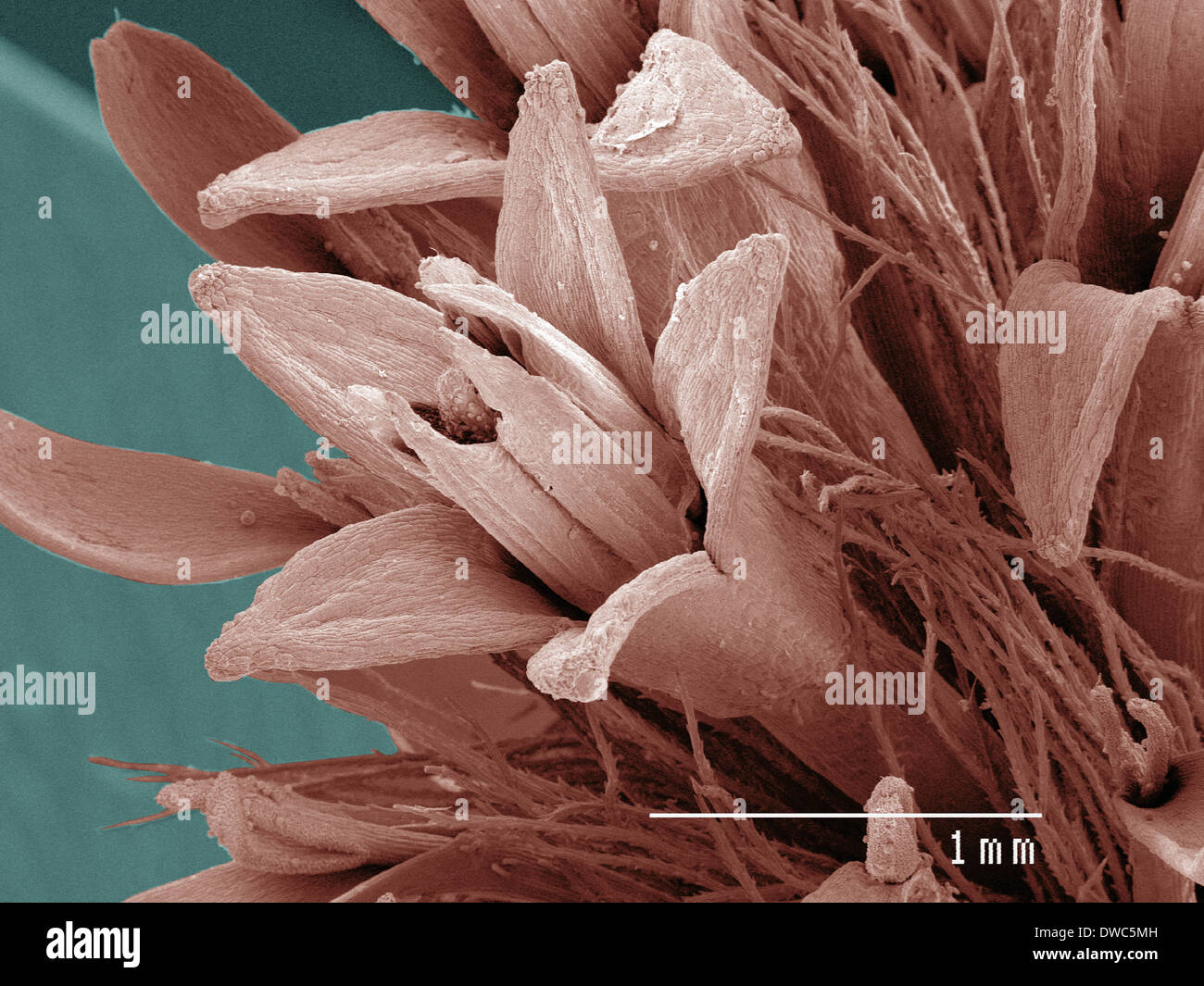 Flower petal microscope hi-res stock photography and images - Alamy
