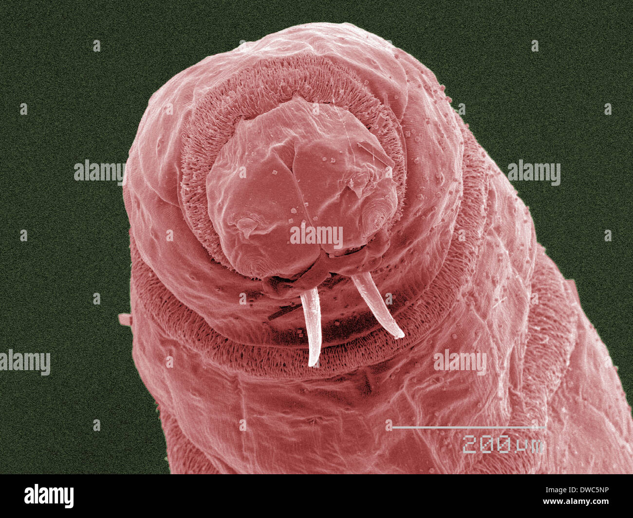 Fly Maggot High Resolution Stock Photography and Images - Alamy