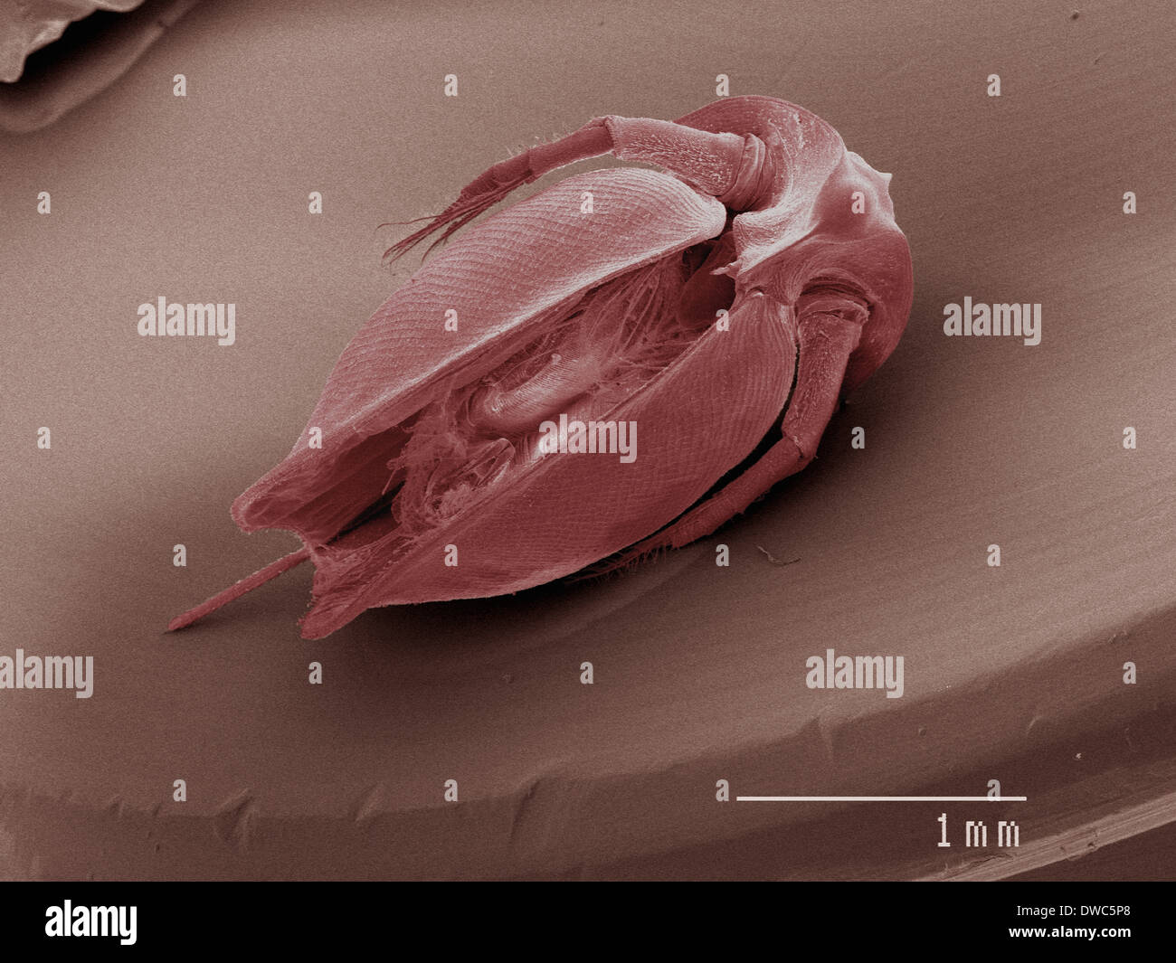 Daphnia hi-res stock photography and images - Alamy