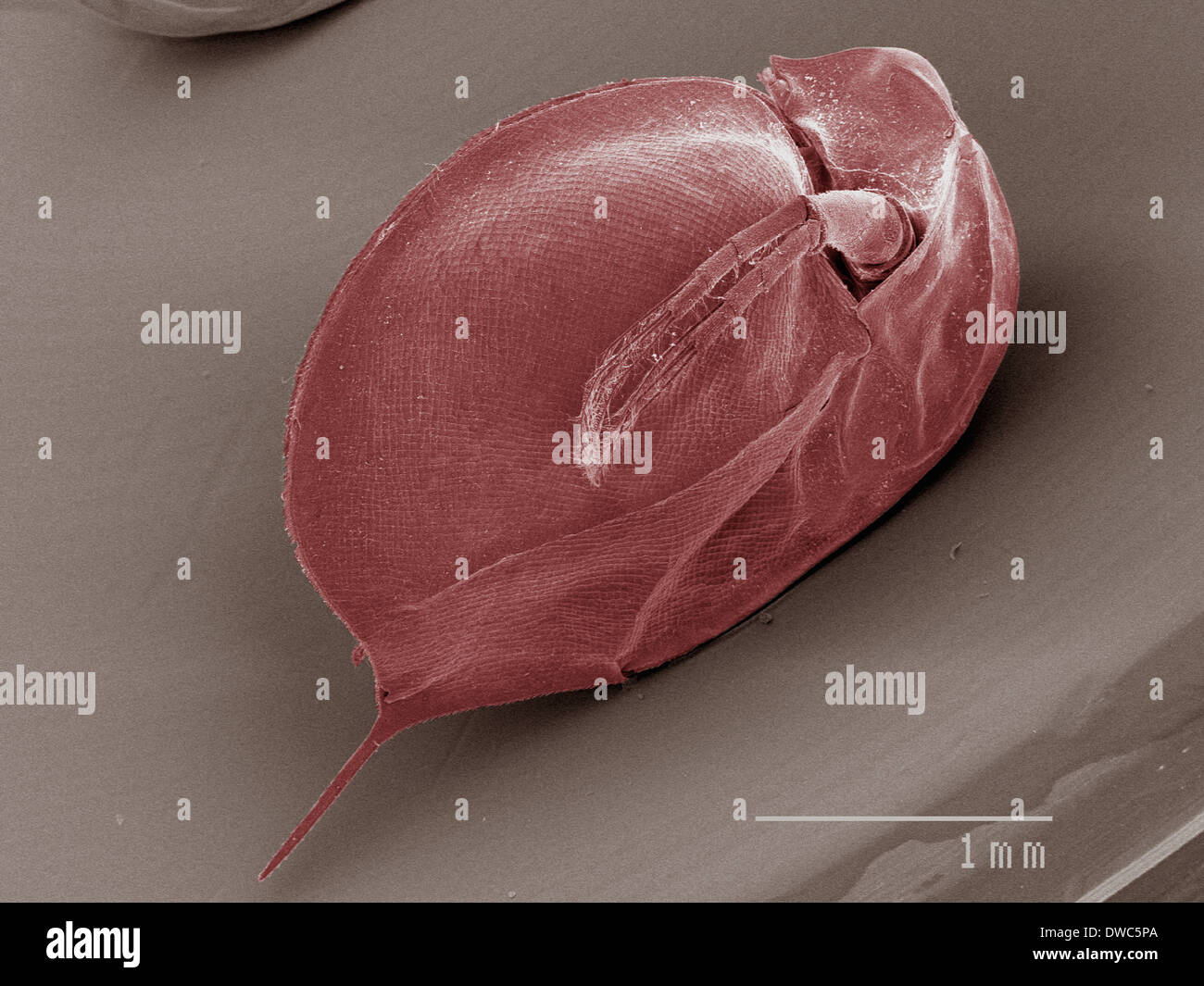 Daphnia hi-res stock photography and images - Alamy