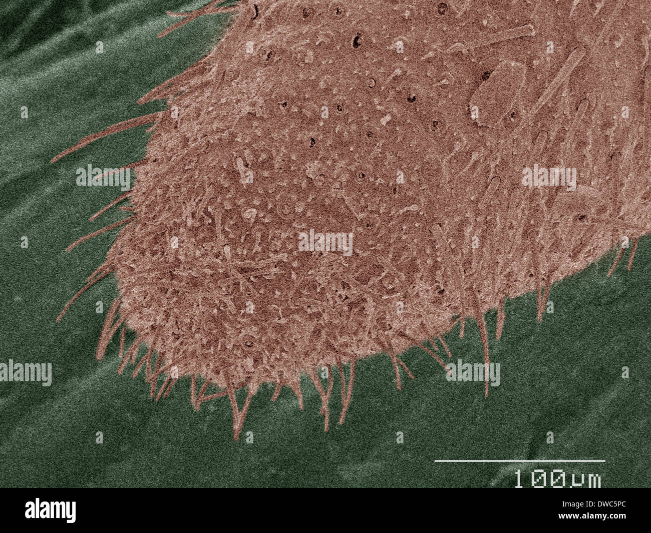 Coloured SEM of American cockroach mouthparts Stock Photo - Alamy