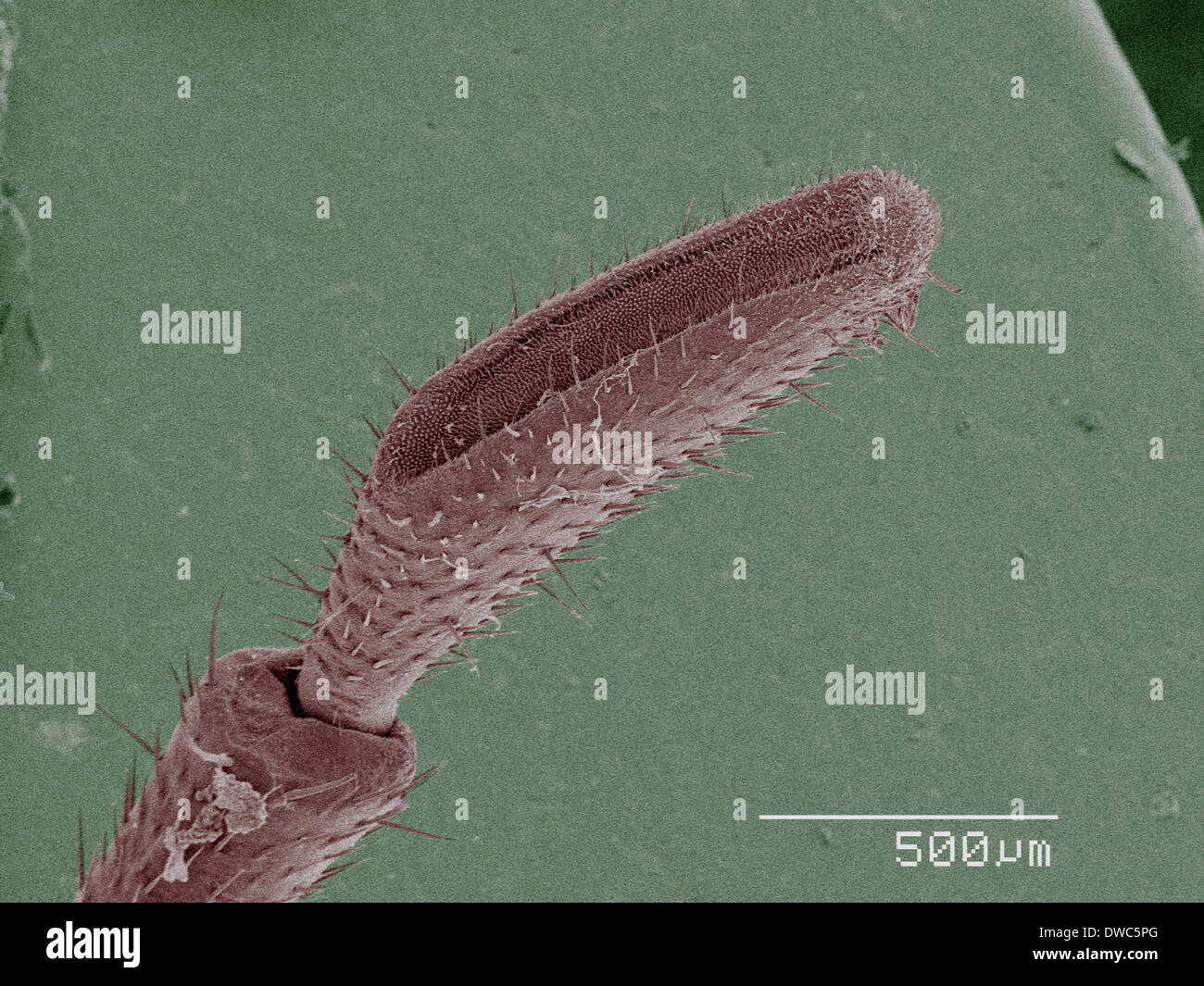 Coloured SEM of American cockroach mouthparts Stock Photo - Alamy