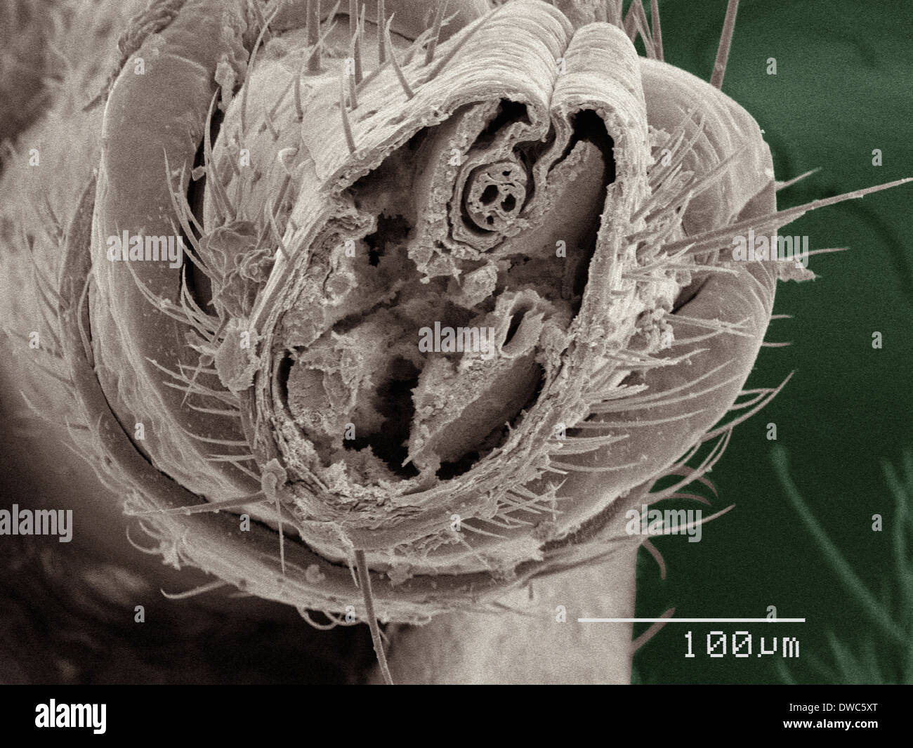 Insect mouthparts hi-res stock photography and images - Alamy