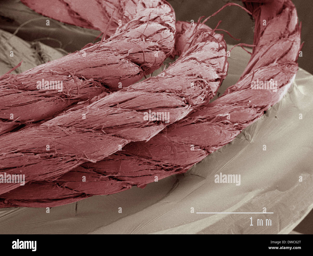 Sem cotton hi-res stock photography and images - Alamy