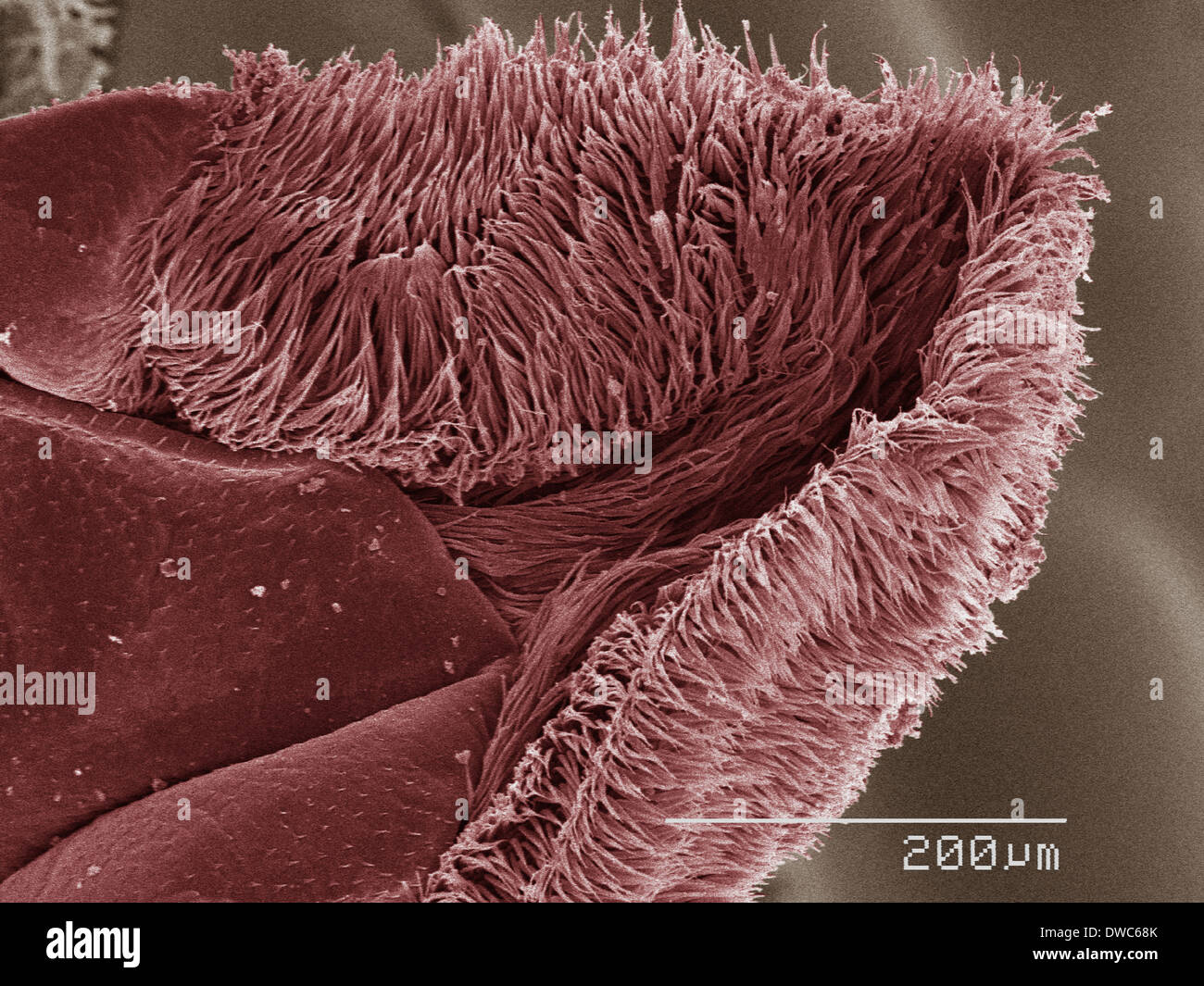 Coloured SEM of cockroach mouthparts Stock Photo - Alamy