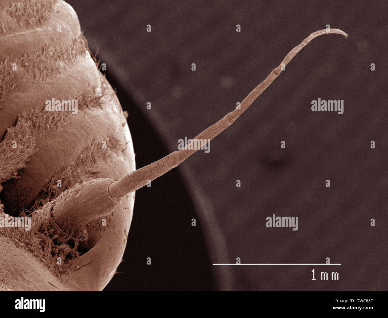 Coloured SEM of cicada antenna Stock Photo - Alamy