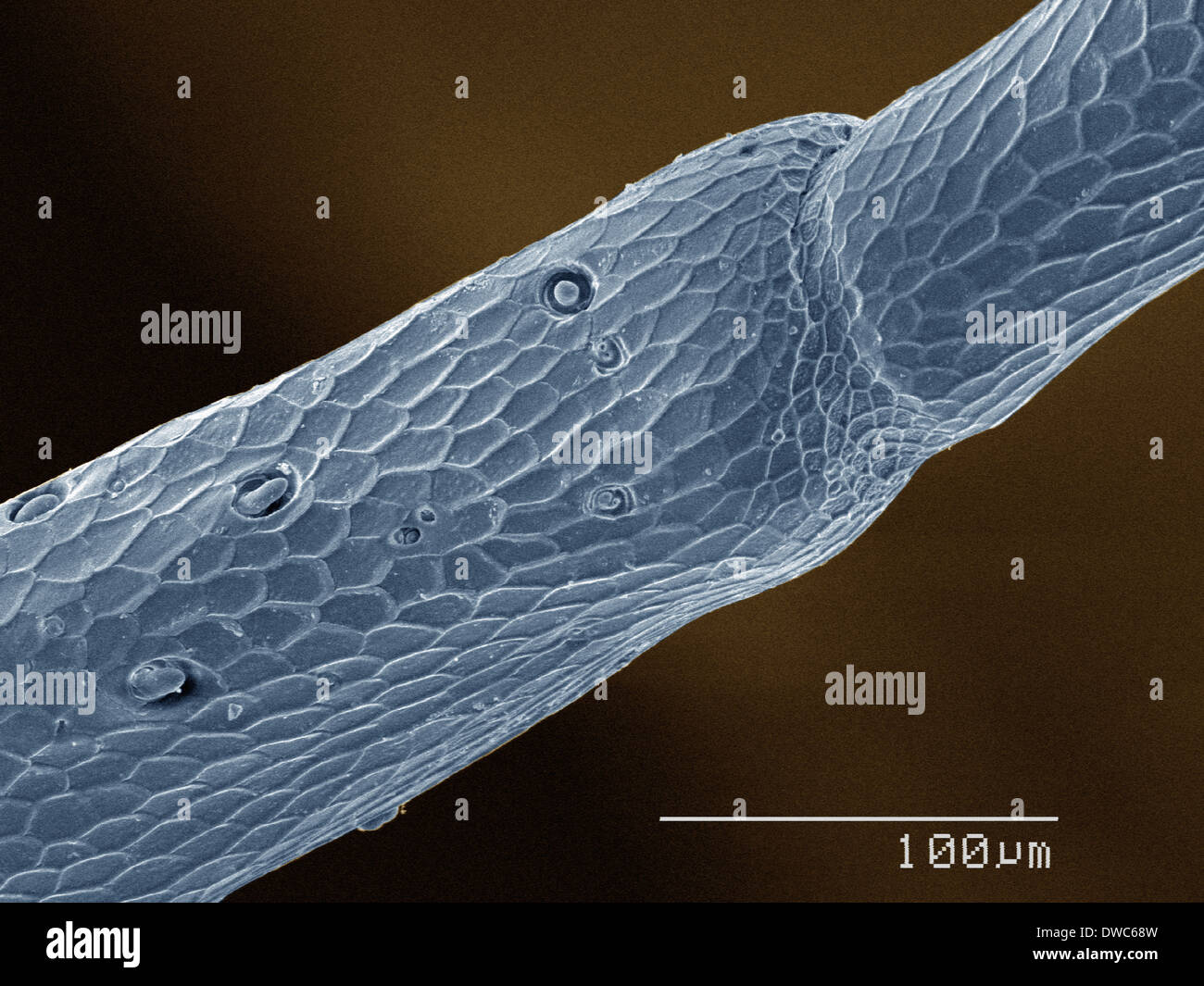 Insect antenna sem hi-res stock photography and images - Alamy