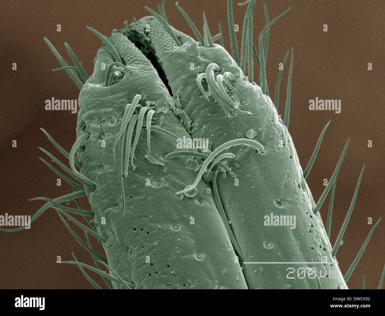 Coloured SEM of cicada mouthparts Stock Photo - Alamy