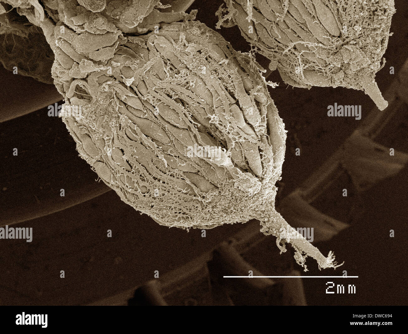 Detail animal internal organ hi-res stock photography and images - Alamy