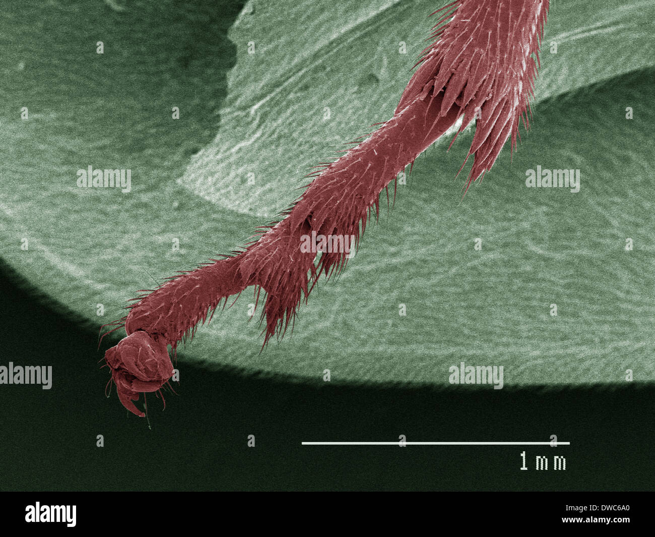 Coloured SEM of spittlebug (Cercopidae) leg Stock Photo - Alamy