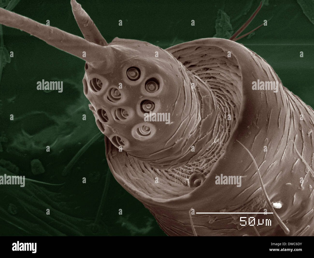 Cercopidae hi-res stock photography and images - Alamy