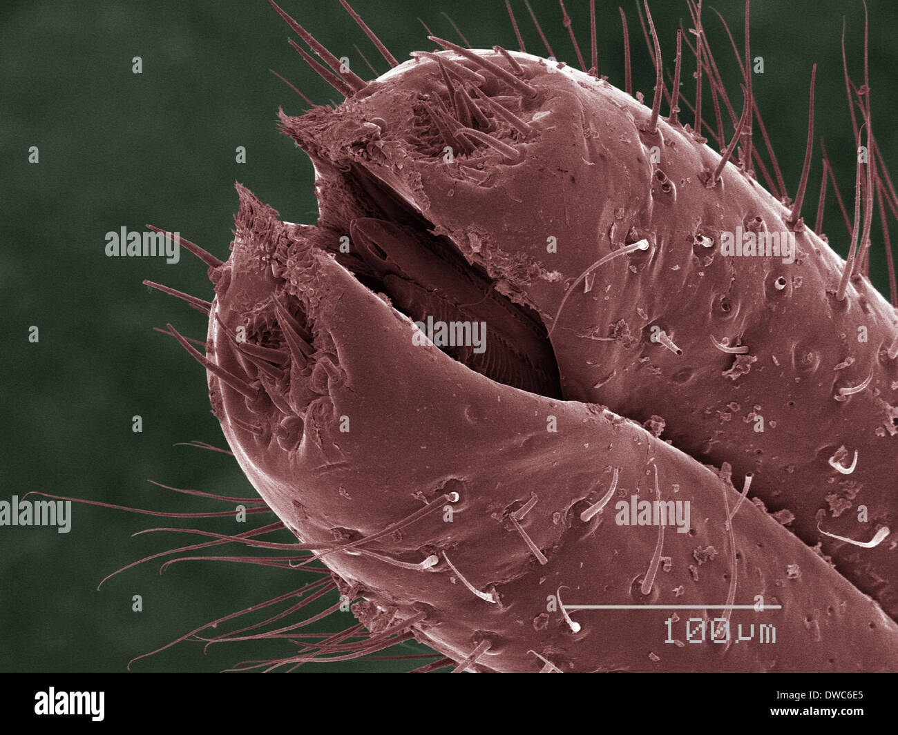 Cercopidae hi-res stock photography and images - Alamy