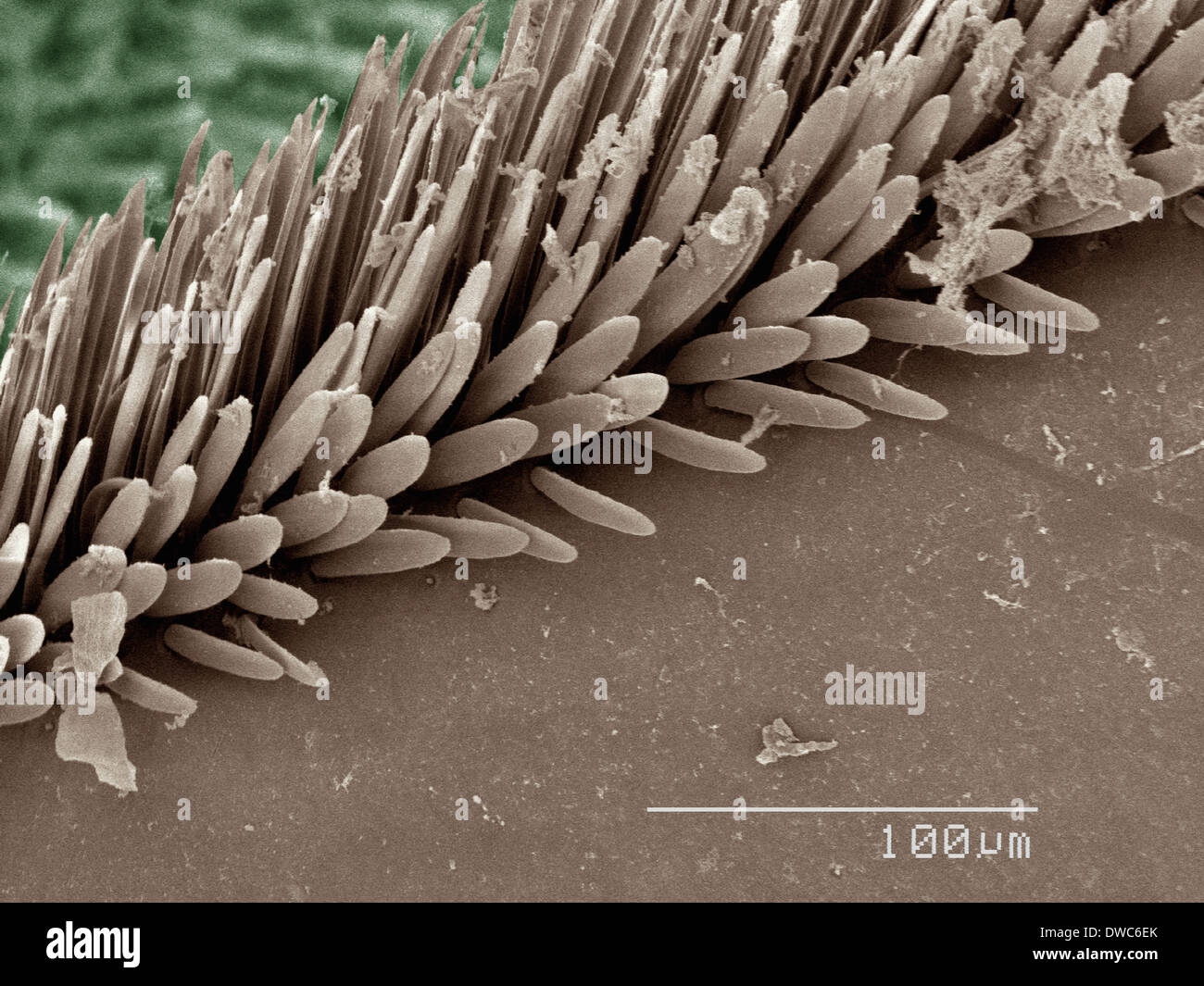 Backswimmer High Resolution Stock Photography and Images - Alamy