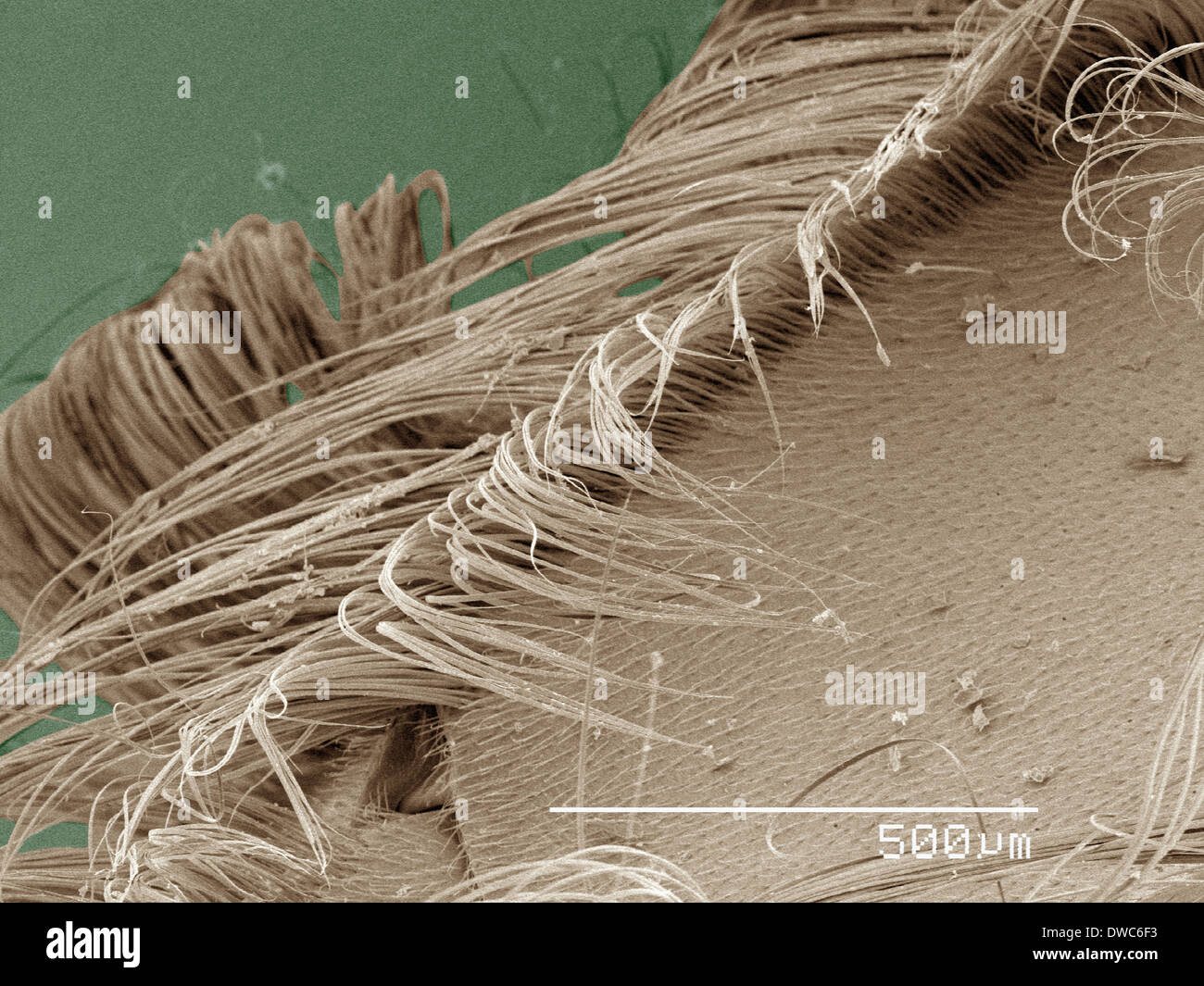 Coloured SEM of backswimmer (Notonectidae) hydrofuge hair Stock Photo ...