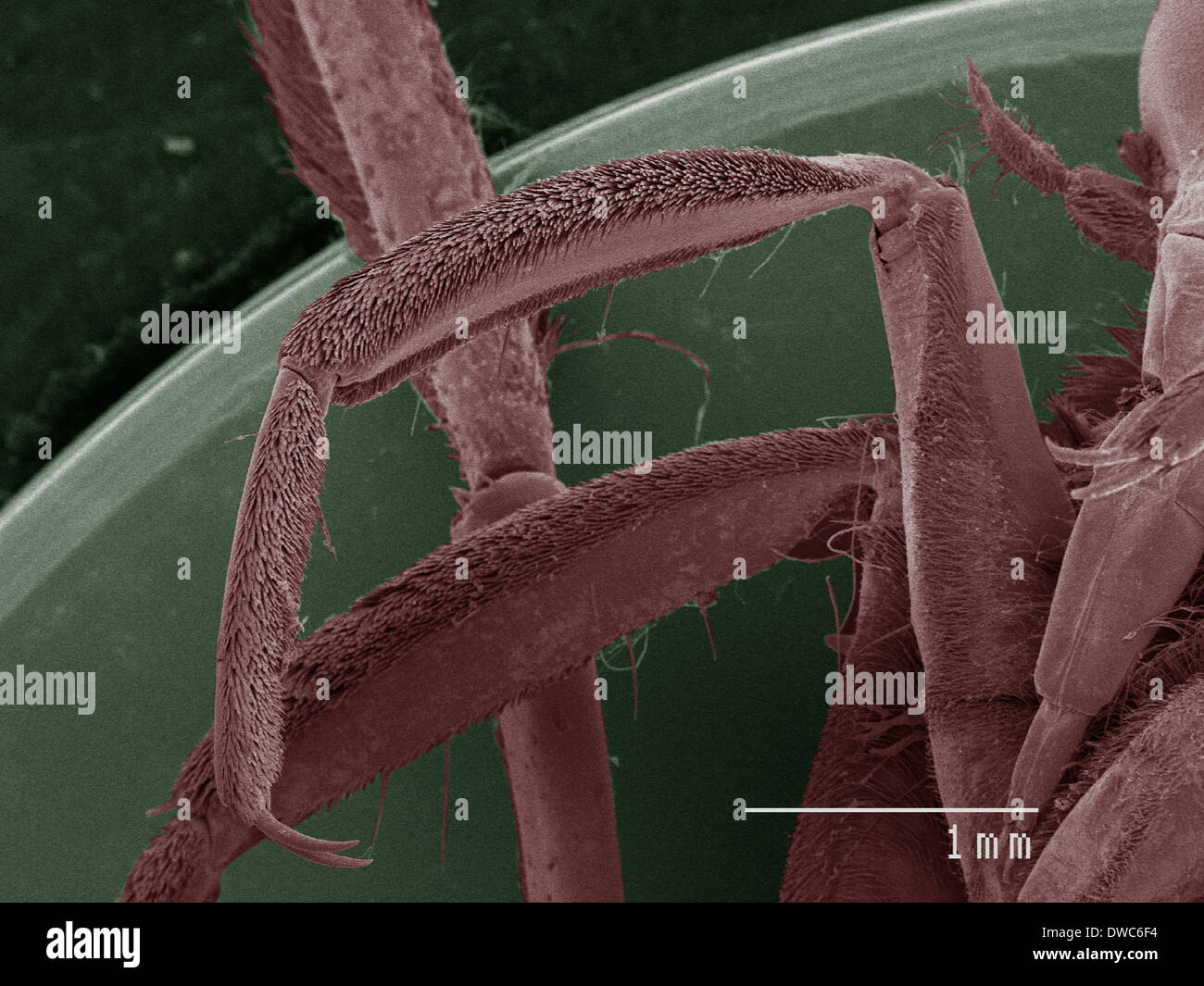 Coloured SEM of backswimmer (Notonectidae) leg Stock Photo - Alamy