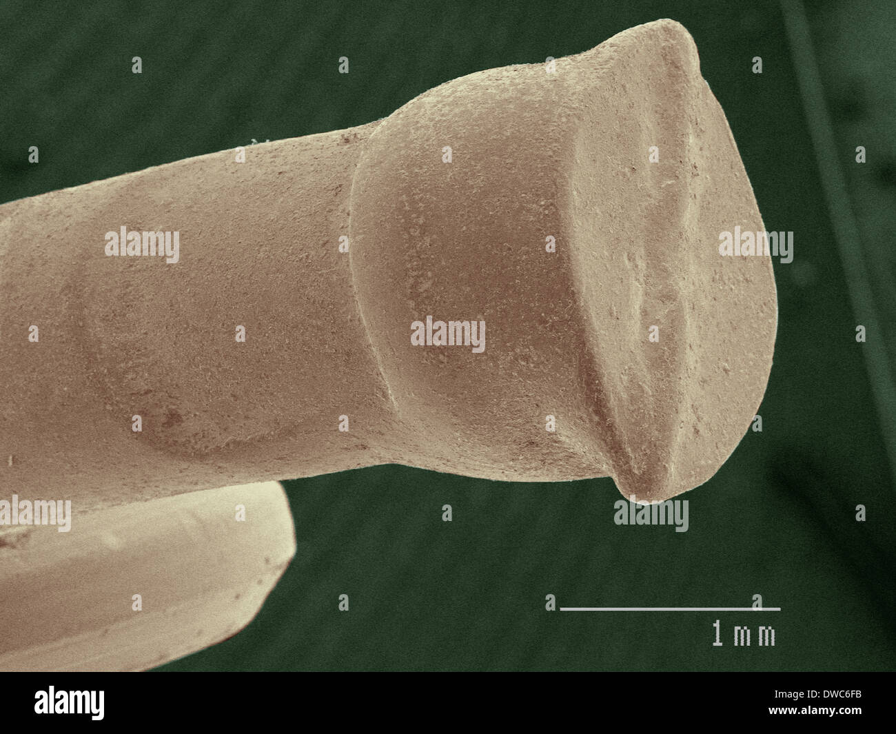 Coloured nails hi-res stock photography and images - Alamy