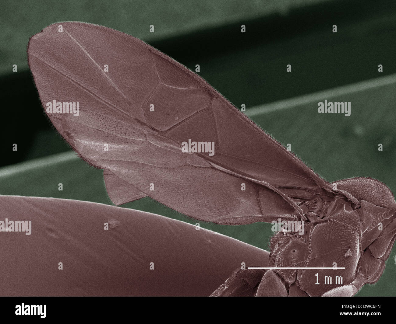 Coloured SEM of parasitic wasp wing Stock Photo - Alamy