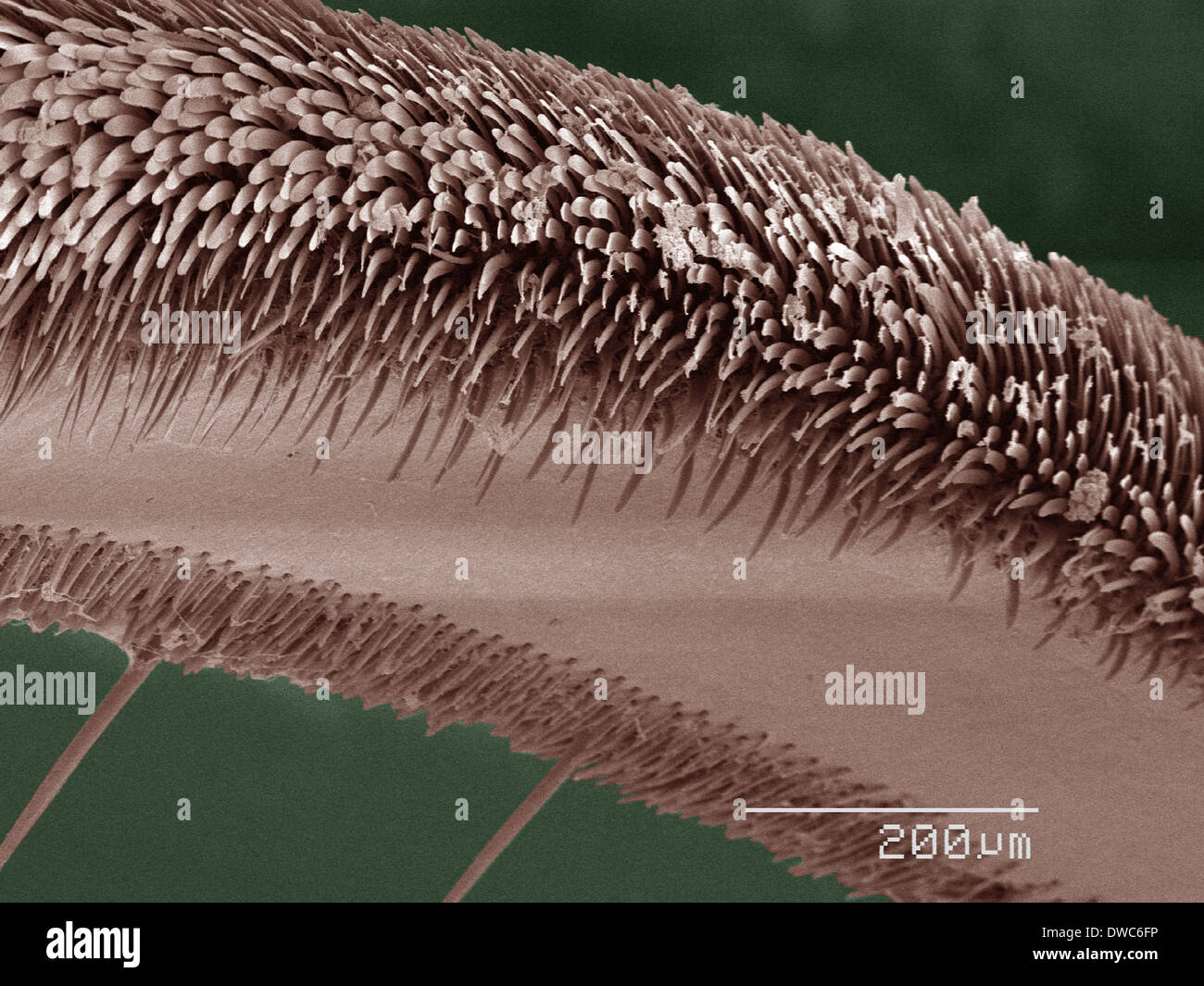 Coloured SEM of backswimmer (Notonectidae) leg Stock Photo - Alamy