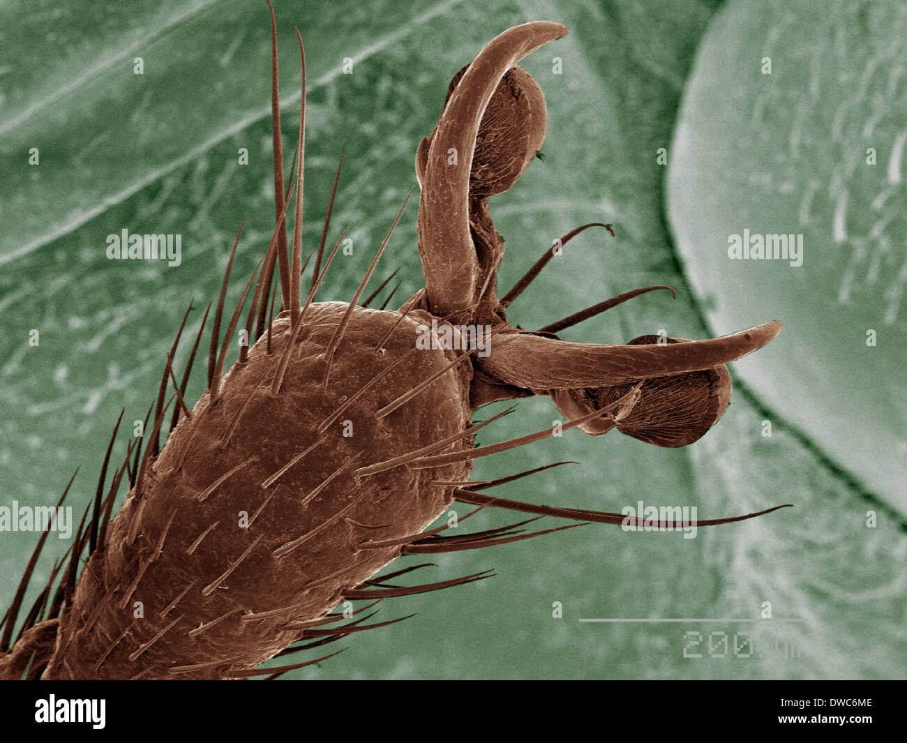 Coloured SEM of boxelder (Boisea trivittata) bug tarsus Stock Photo - Alamy