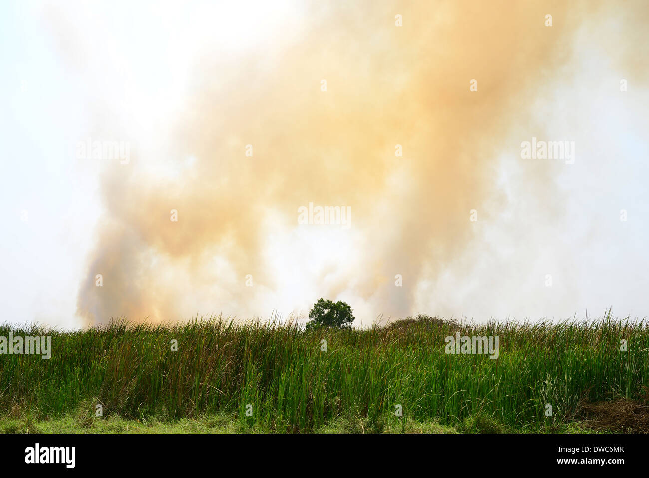 Forest fire forest fire hi-res stock photography and images - Alamy