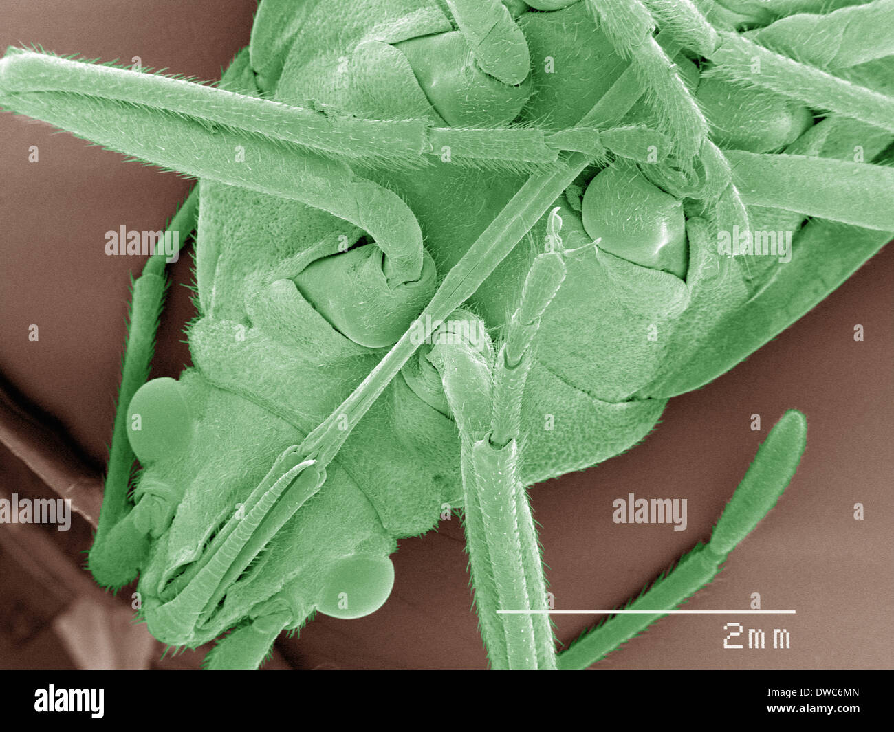 Coloured SEM of boxelder (Boisea trivittata) bug Stock Photo - Alamy
