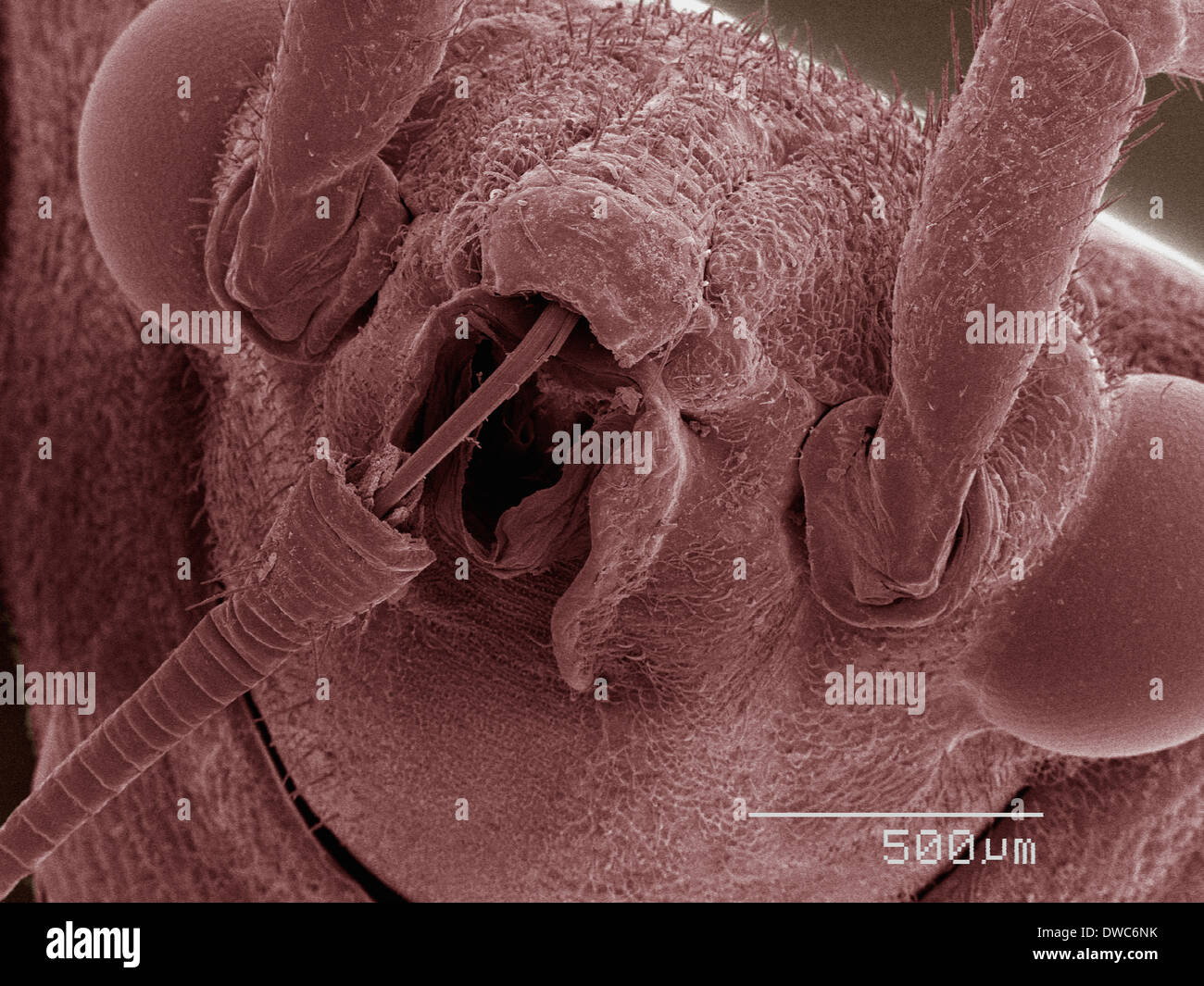Electron microscope bug hi-res stock photography and images - Alamy